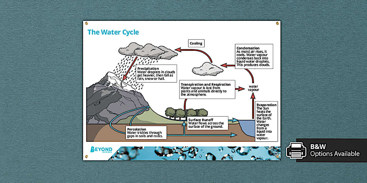 The Water Cycle Poster | Ecology | GCSE Science | Beyond