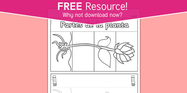 Foldable: Las partes de la planta