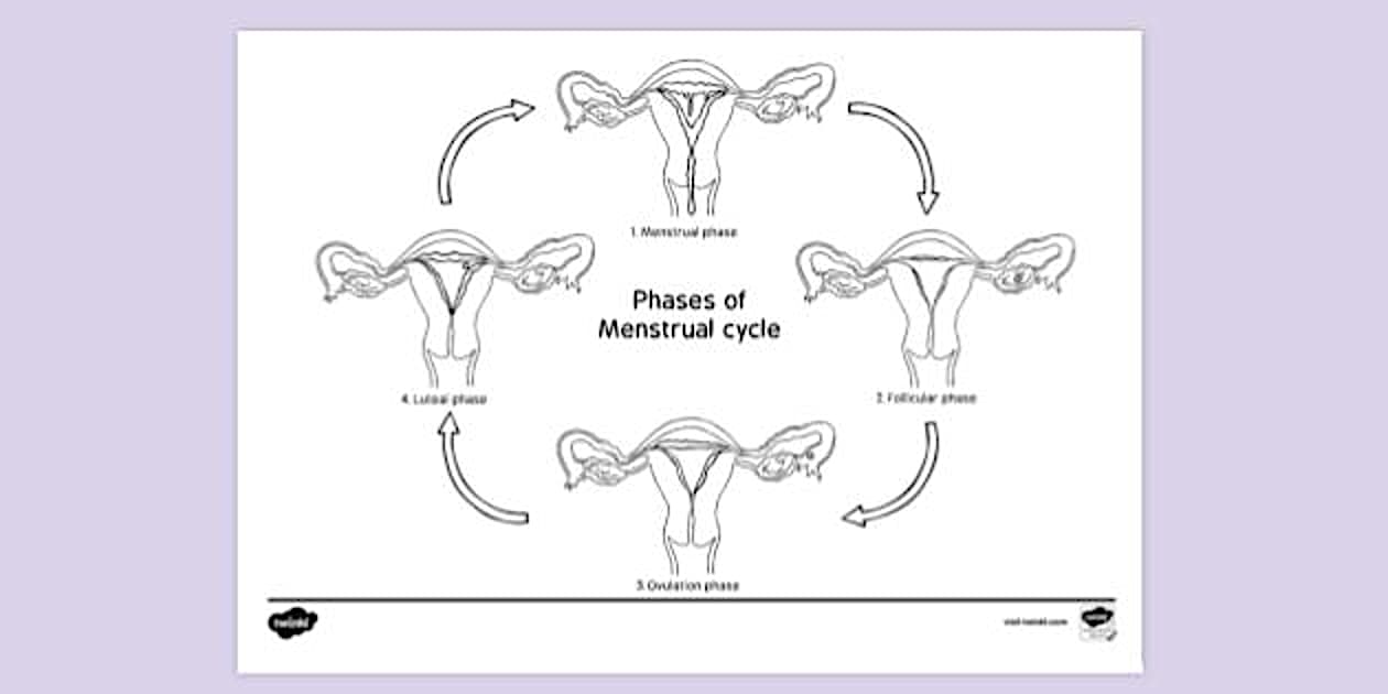 Menstrual Cycle Colouring | Colouring Sheets (Teacher-Made)