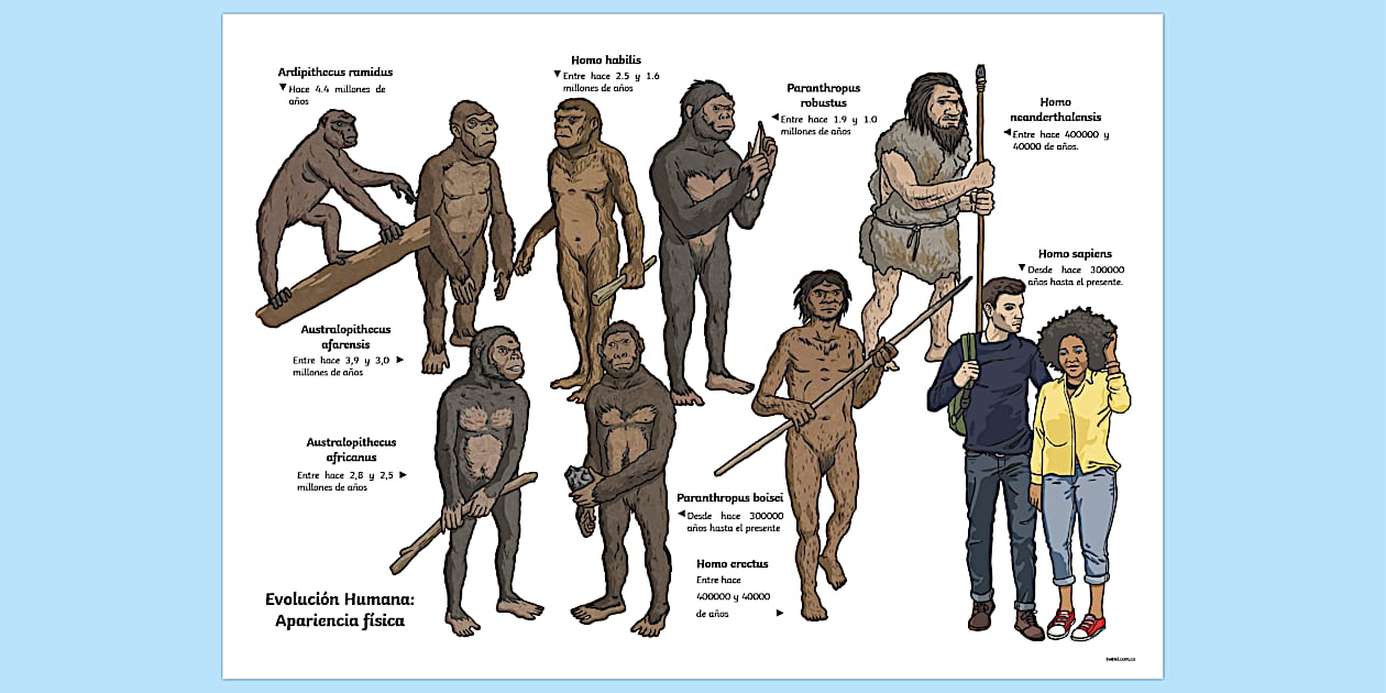 Poster Evolución Humana Apariencia Física Twinkl Colombia