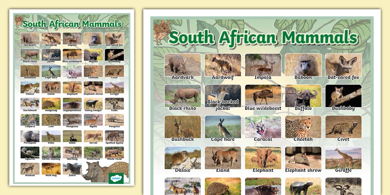 Live and Living | Mammals of South Africa Poster | Twinkl ZA