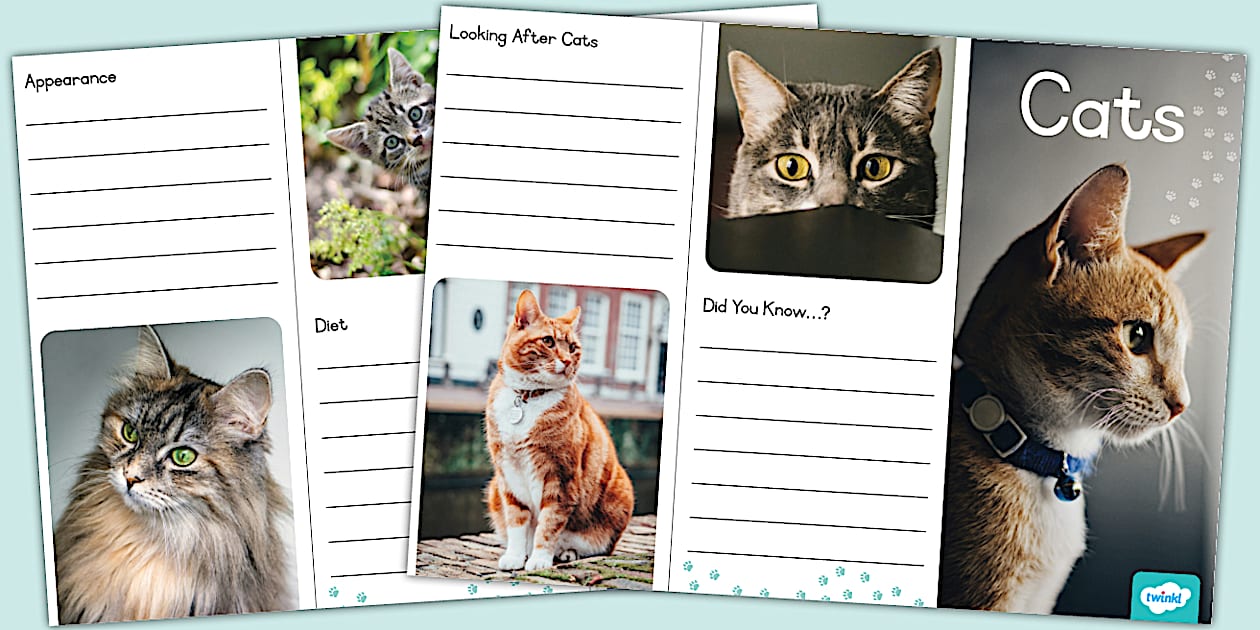 Cats Leaflet Template (teacher made) - Twinkl