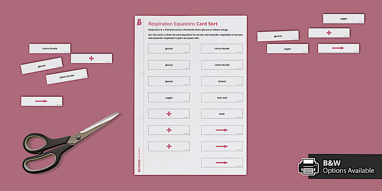 Respiration Word Equations Cut and Stick Worksheet / Worksheet, worksheet,