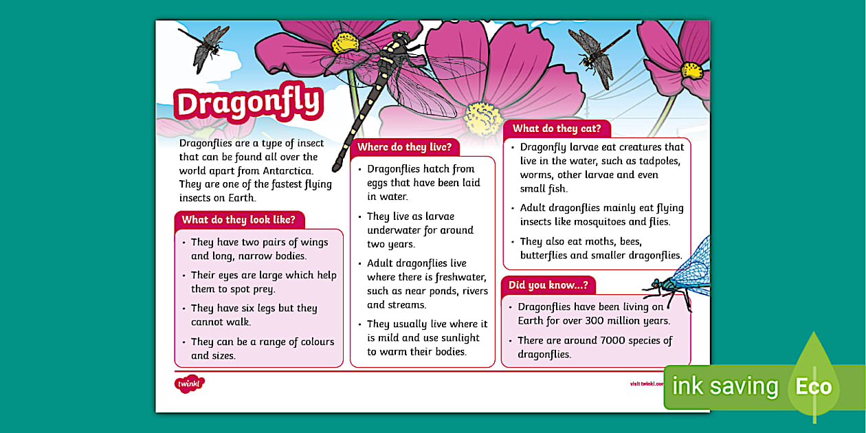 Dragonfly Fact File KS1| Nature | Insects | Science - Twinkl