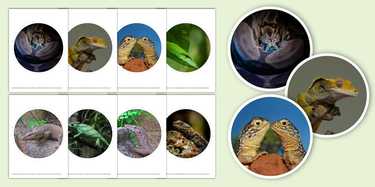 Reptile Circle Photo Cut-Outs (teacher made) - Twinkl
