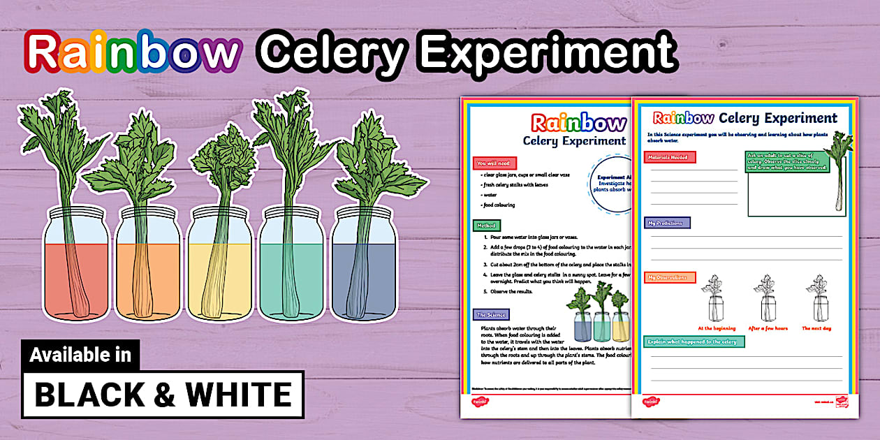 Rainbow Celery Experiment