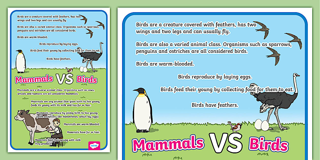 Mammals vs Birds Display Poster (teacher made) - Twinkl
