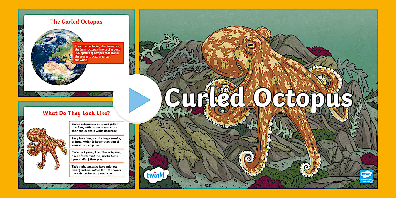Curled Octopus PowerPoint (Hecho por educadores) - Twinkl