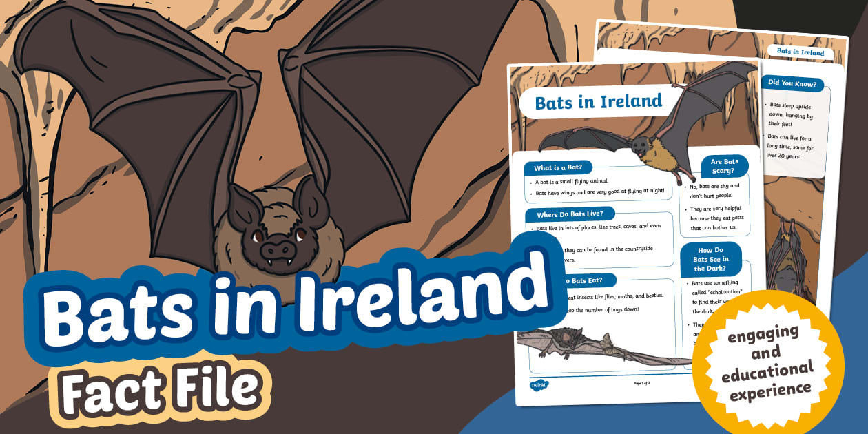 Bats in Ireland Fact File