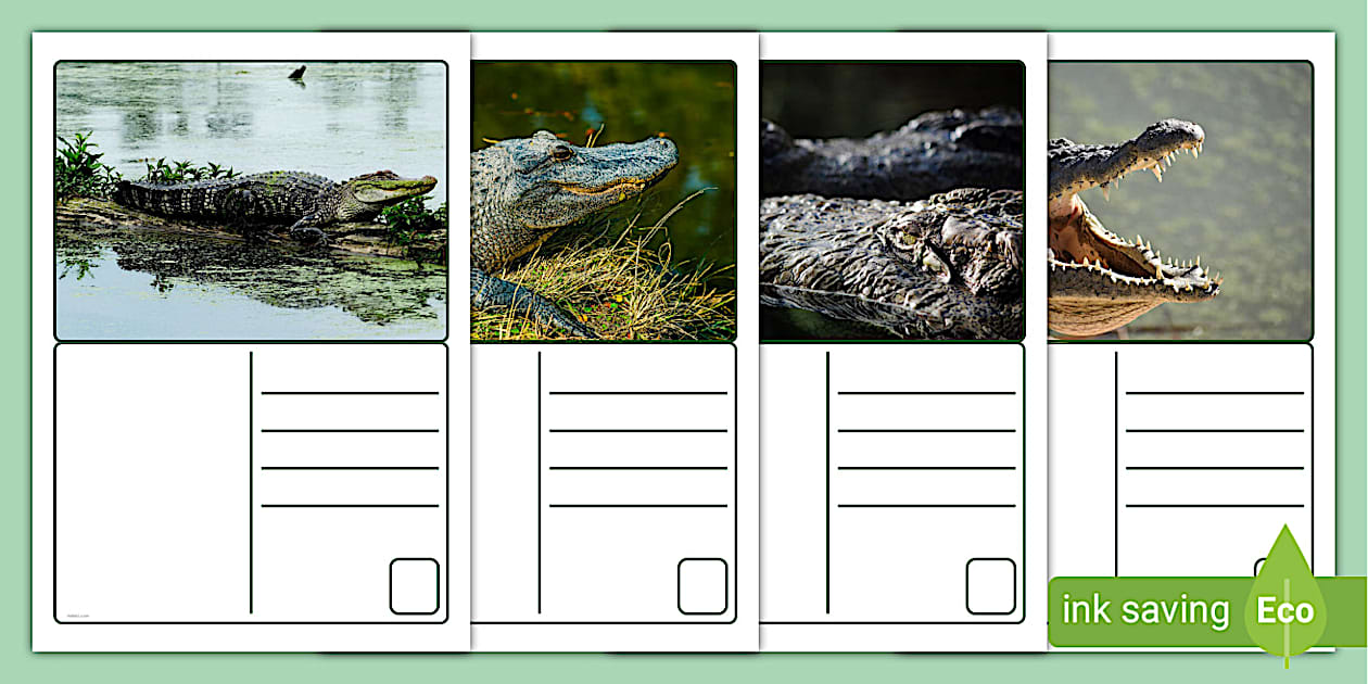 Alligator Themed Postcards (teacher made) - Twinkl