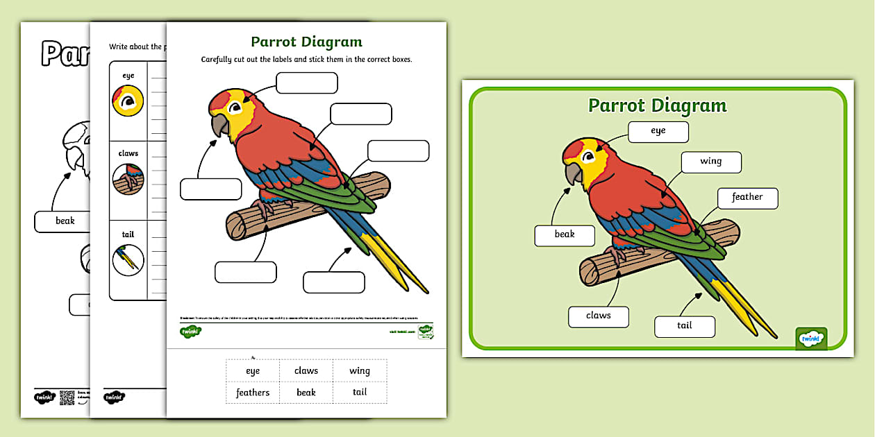 Parrot Diagram Pack (Teacher-Made) - Twinkl