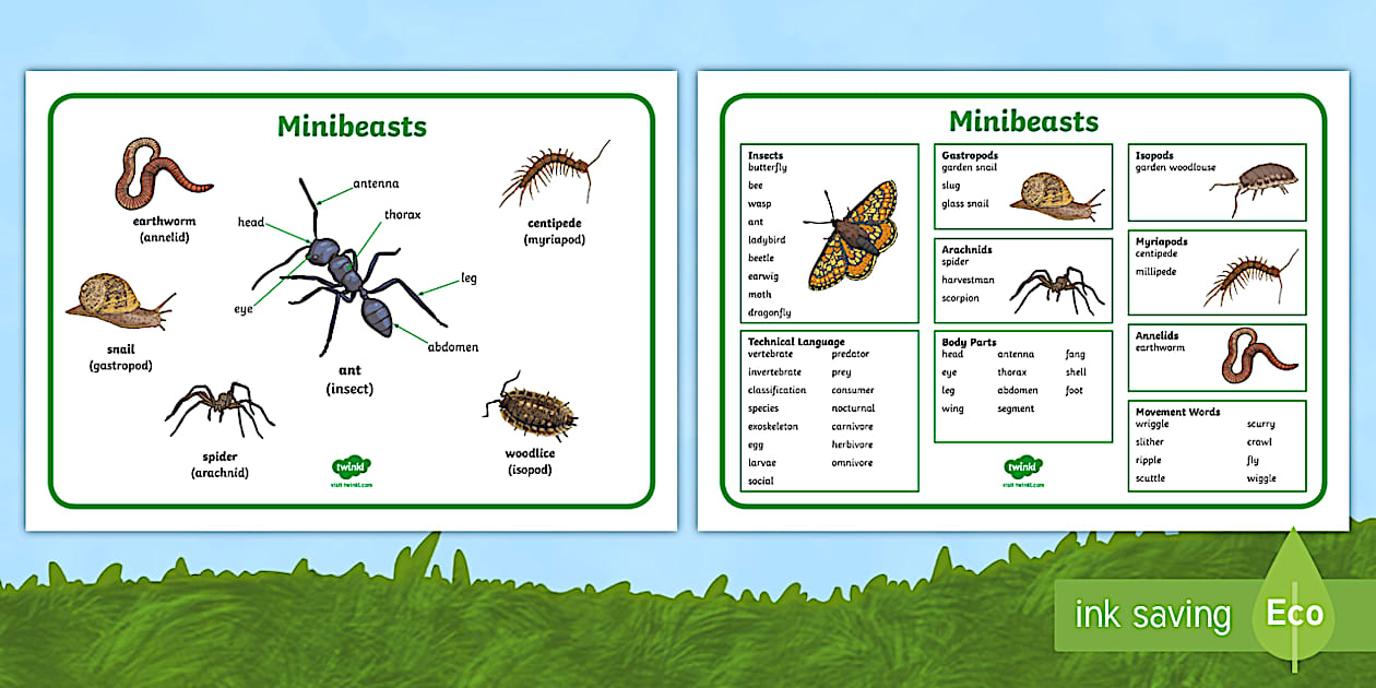 Editable Minibeast Body Parts Word Mat (teacher made)