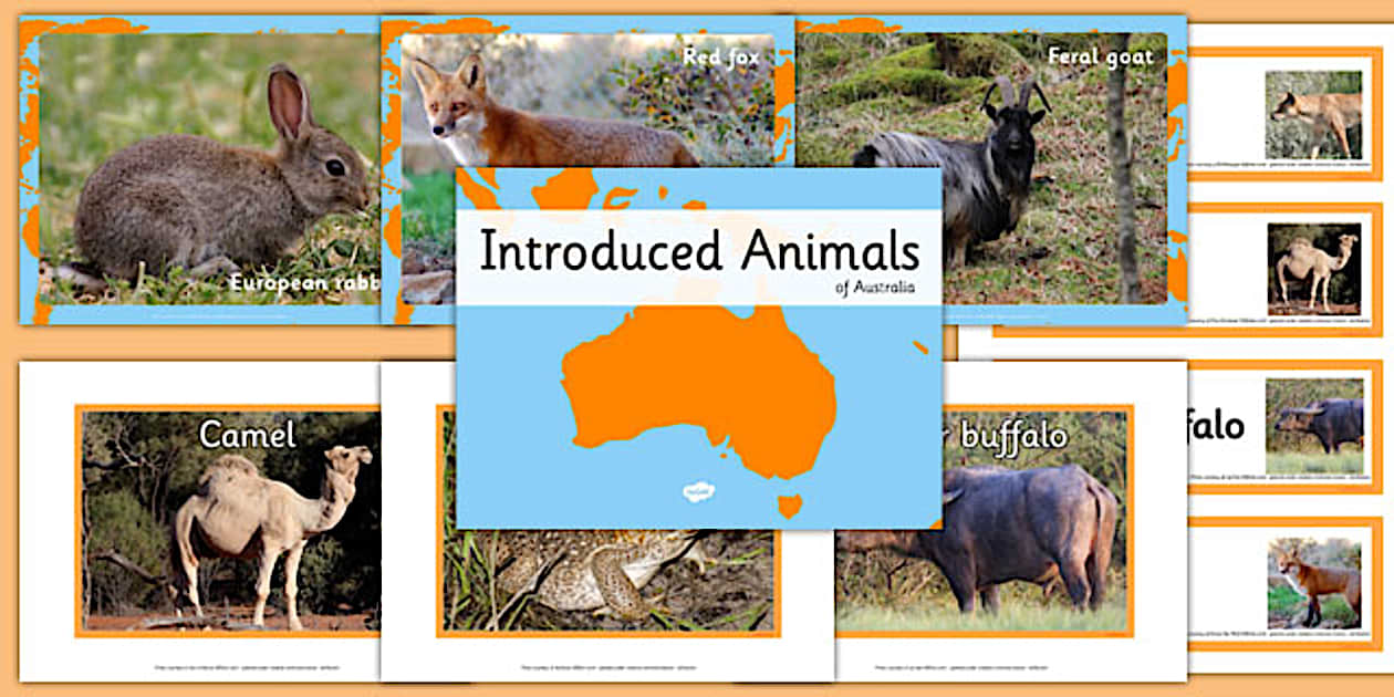 Introduced Animals in Australia pack (teacher made) - Twinkl