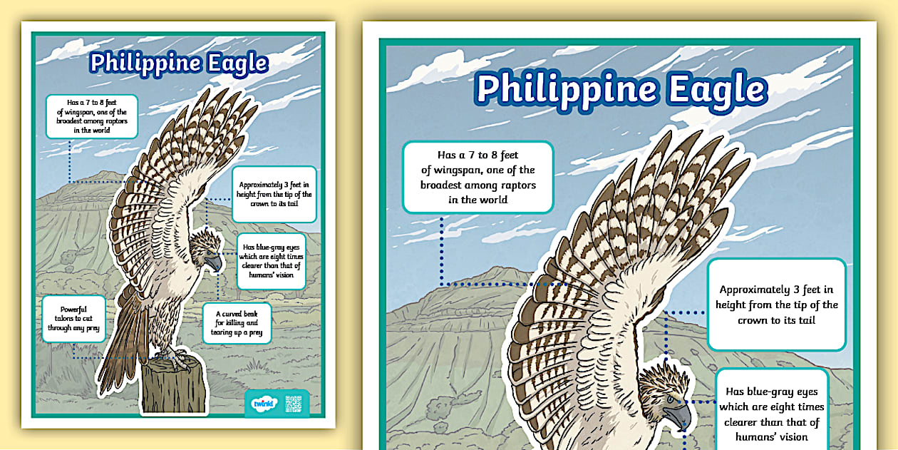 Philippine Eagle Anatomy Poster |Grades 2 - 6 | Twinkl PH