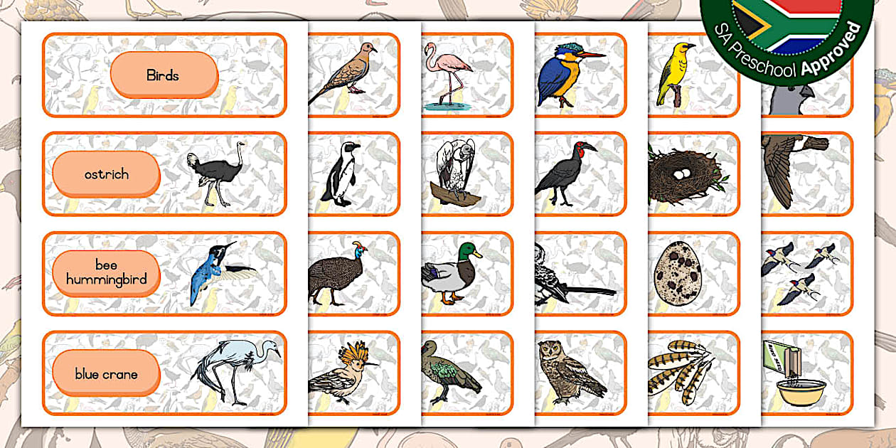 Birds: Word Cards (teacher made) - Twinkl