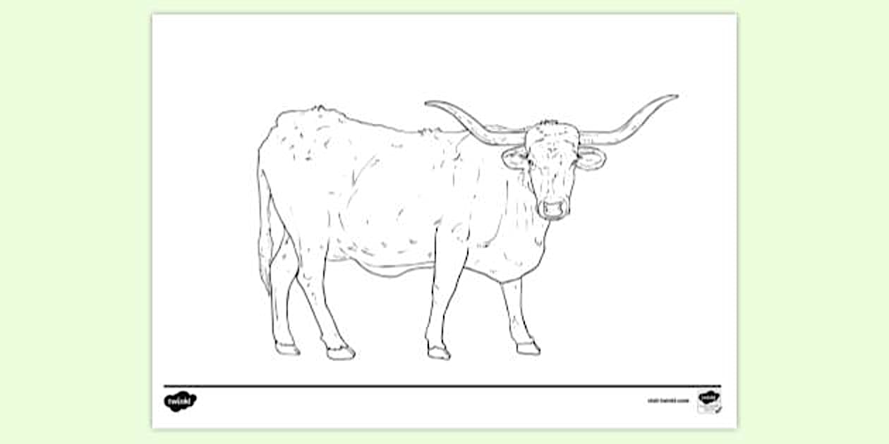 Longhorn Cow Colouring Sheet (teacher made) - Twinkl