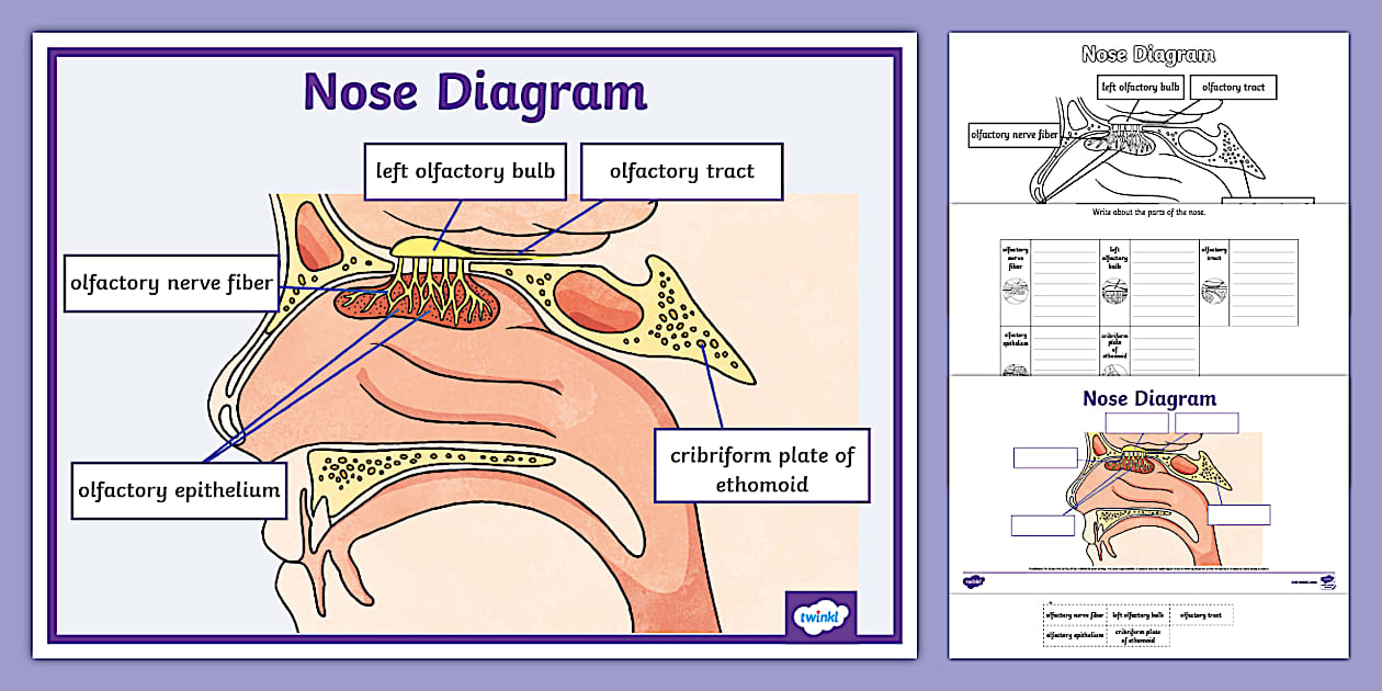 Nose Diagram Activity Pack (Teacher-Made) - Twinkl