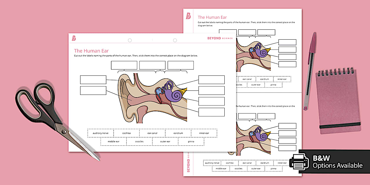 The Ear Cut and Stick Worksheet / Worksheet (teacher made)