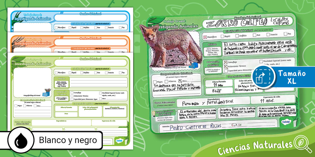 Ficha Investigación |Trabajo Colaborativo | Animales