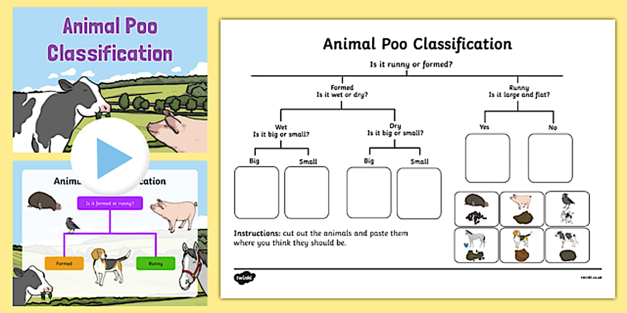 Animal Poo Classification Pack (teacher made) - Twinkl