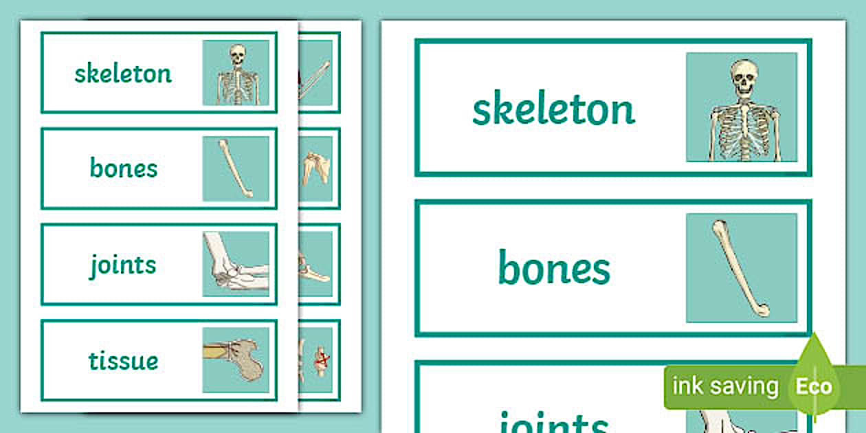 The Skeleton Word Cards (teacher made) - Twinkl