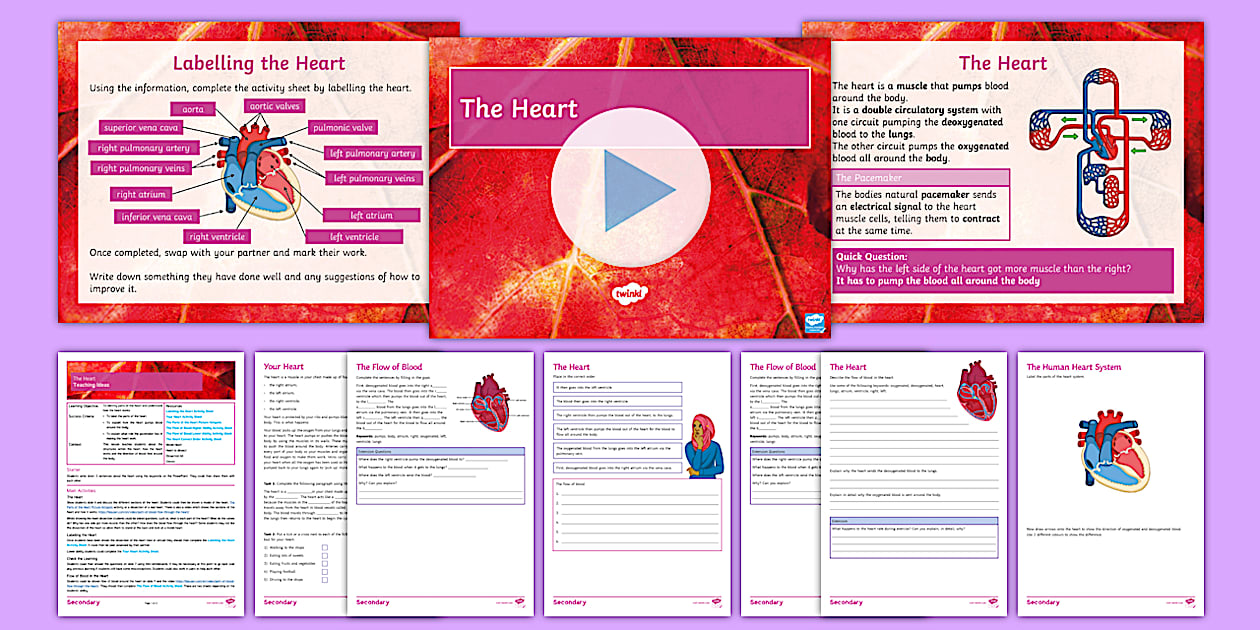 AQA Biology: The Heart Lesson Pack (Teacher-Made) - Twinkl
