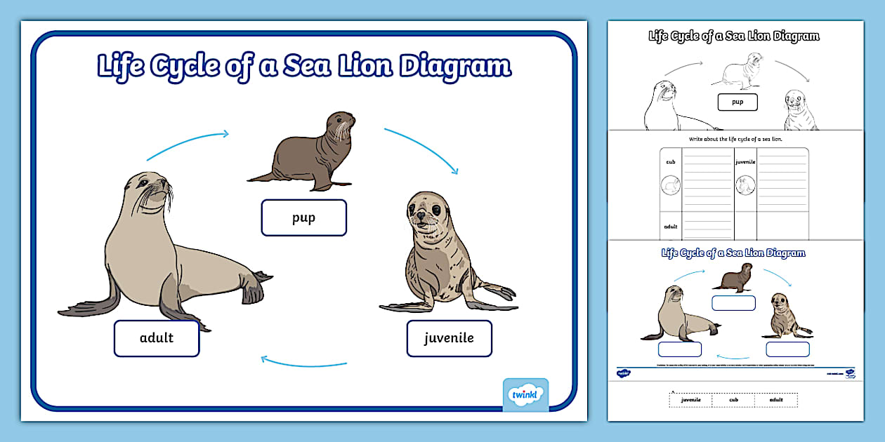 Life Cycle of a Sea Lion Diagram Resource Pack - Twinkl