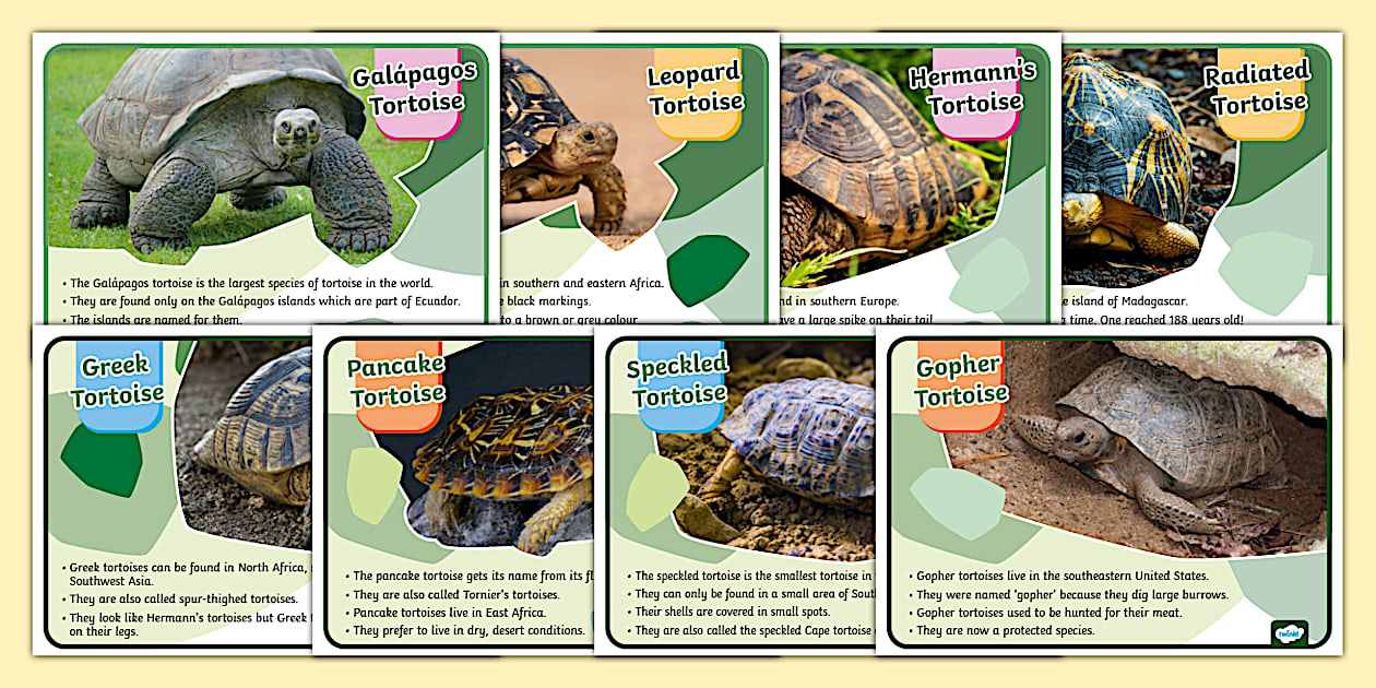 Tortoise Species Display Posters - Twinkl - KS1 - Twinkl
