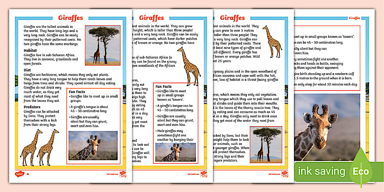 Editable Giraffes Fact Files (l'enseignant a fait) - Twinkl