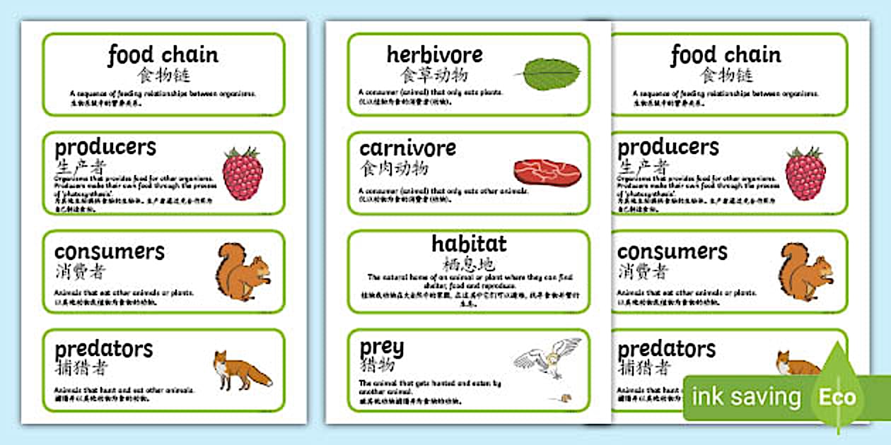 Food Chain Word Cards - English/Mandarin Chinese - Twinkl