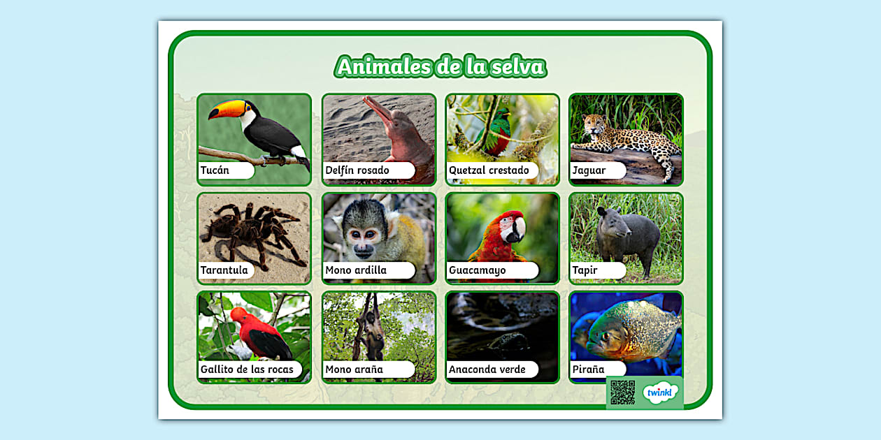 Lámina: Animales de la selva peruana | Materiales Twinkl