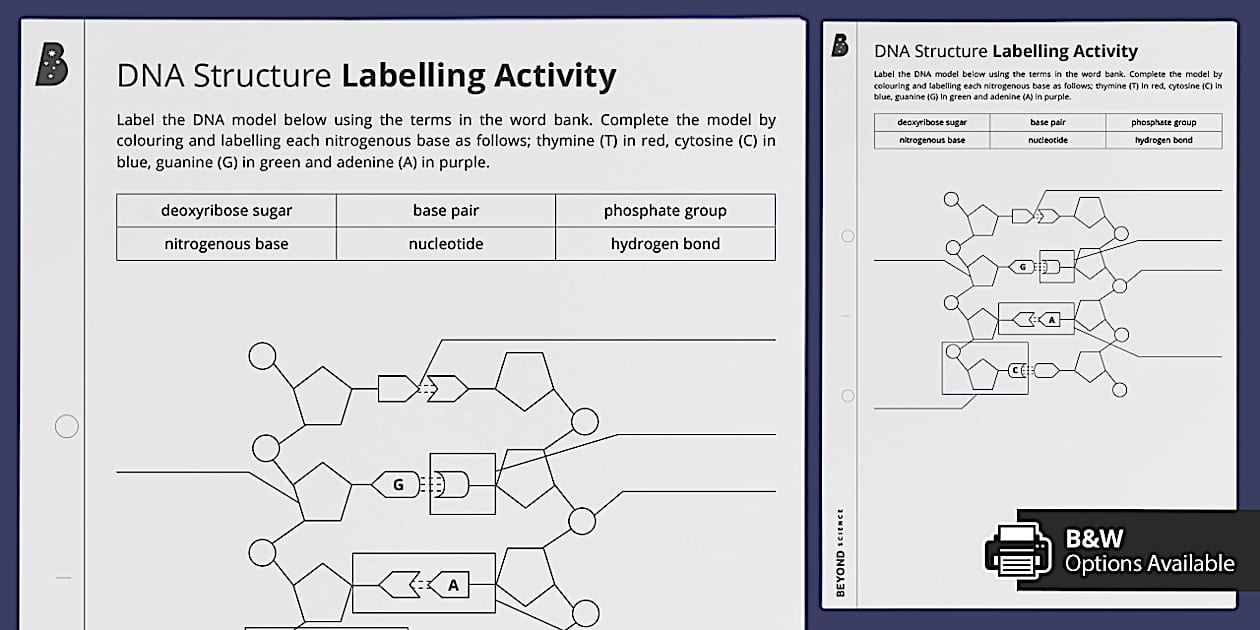 DNA Simple Diagram Activity Sheet - Biology - Beyond