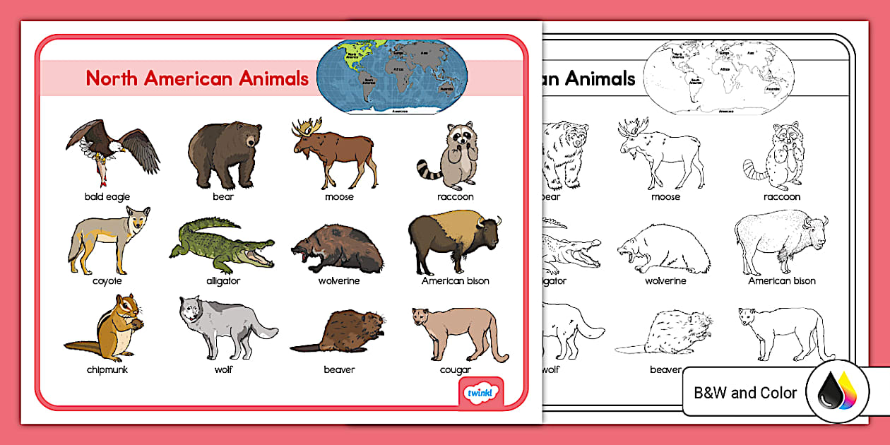 North American Animals Word Mat (teacher made) - Twinkl