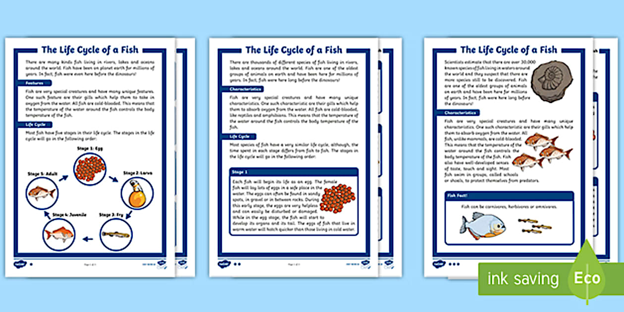 Life Cycle of a Fish Differentiated Reading Comprehension Activity