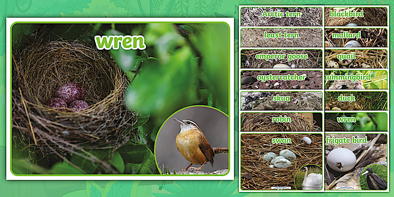 Bird Eggs Photo Pack (teacher made) - Twinkl