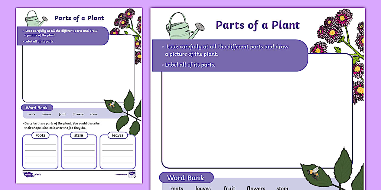 Year 1 Parts of a Plant Activity Sheet (teacher made)
