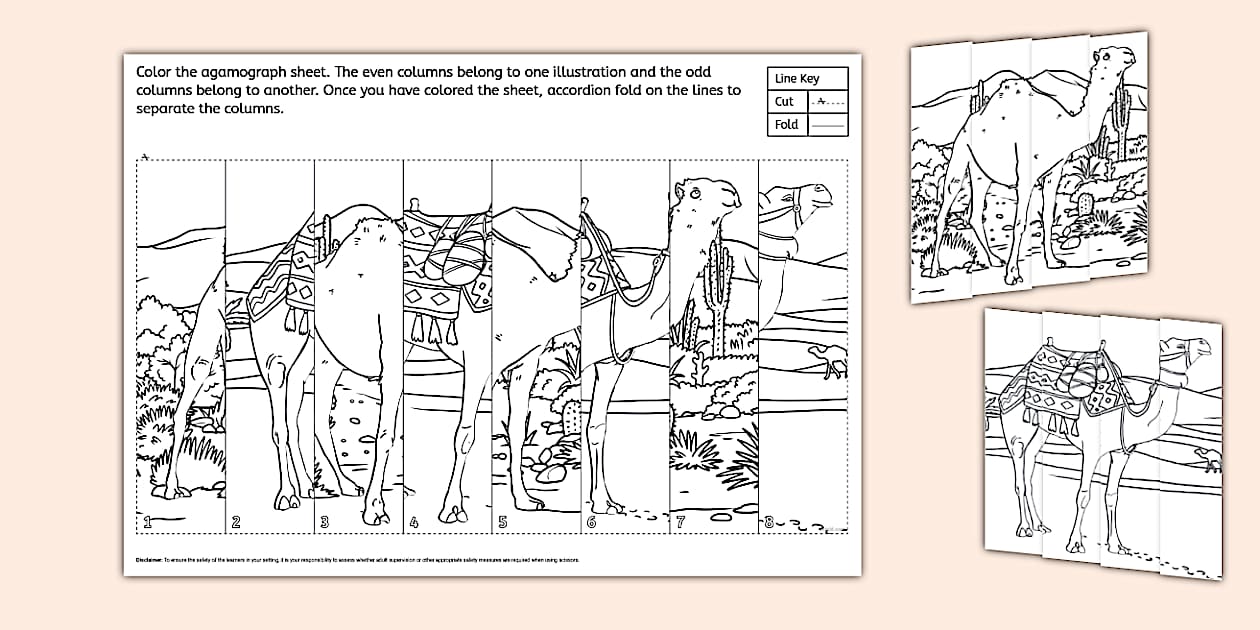 Camel Agamograph (teacher made) - Twinkl