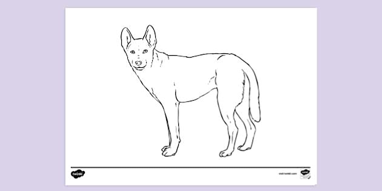 Dingo for Drawing Page Colouring Sheet - Parents - Fun Stuff
