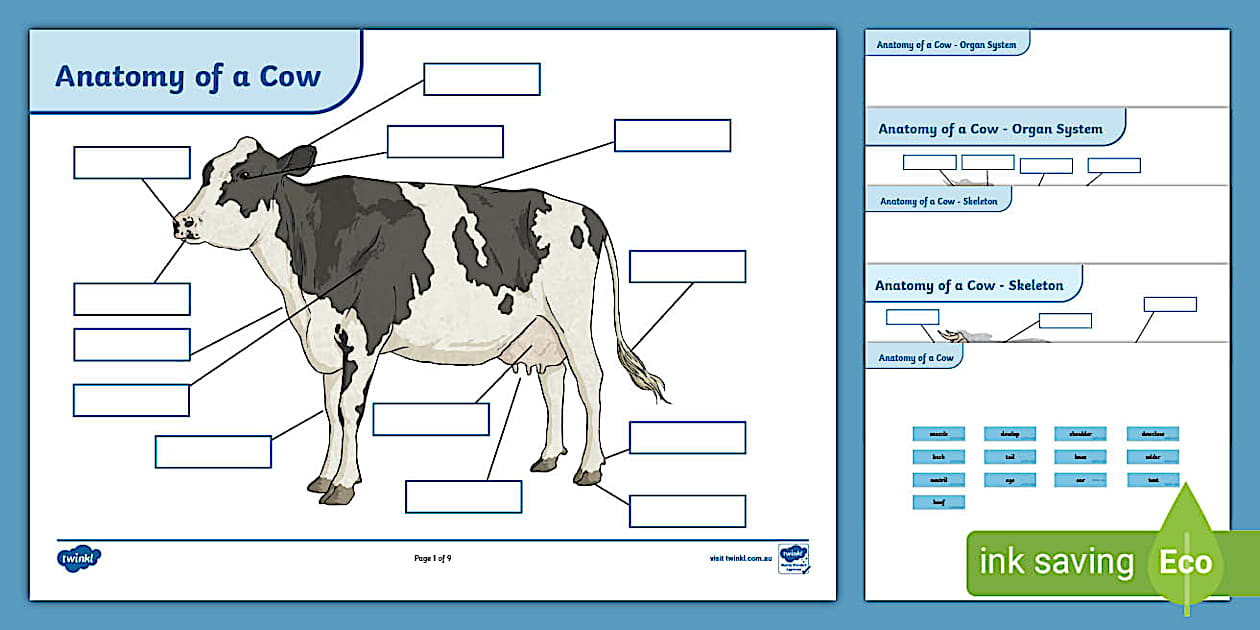 Parts of A Cow - Anatomy Worksheets | Twinkl Australia