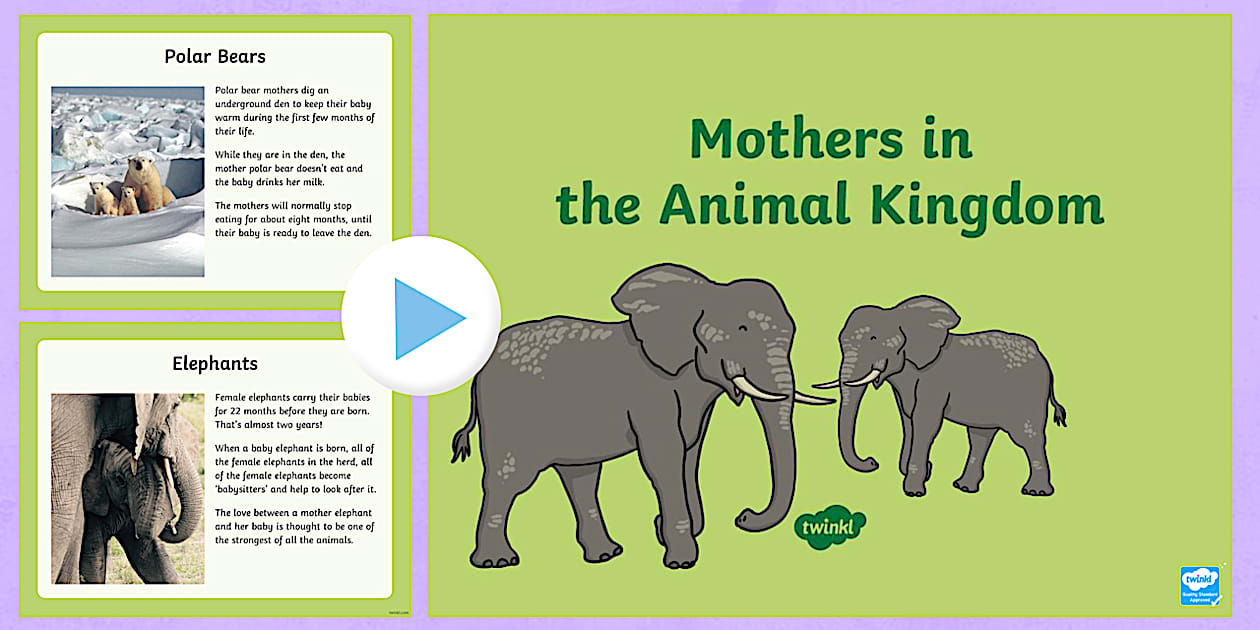 Mothers in the Animal Kingdom PowerPoint (teacher made)