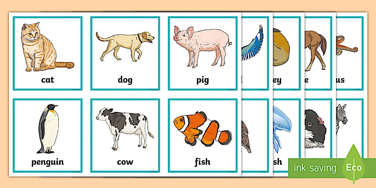 Animal Picture Cards - Parents - EYLF (teacher made)