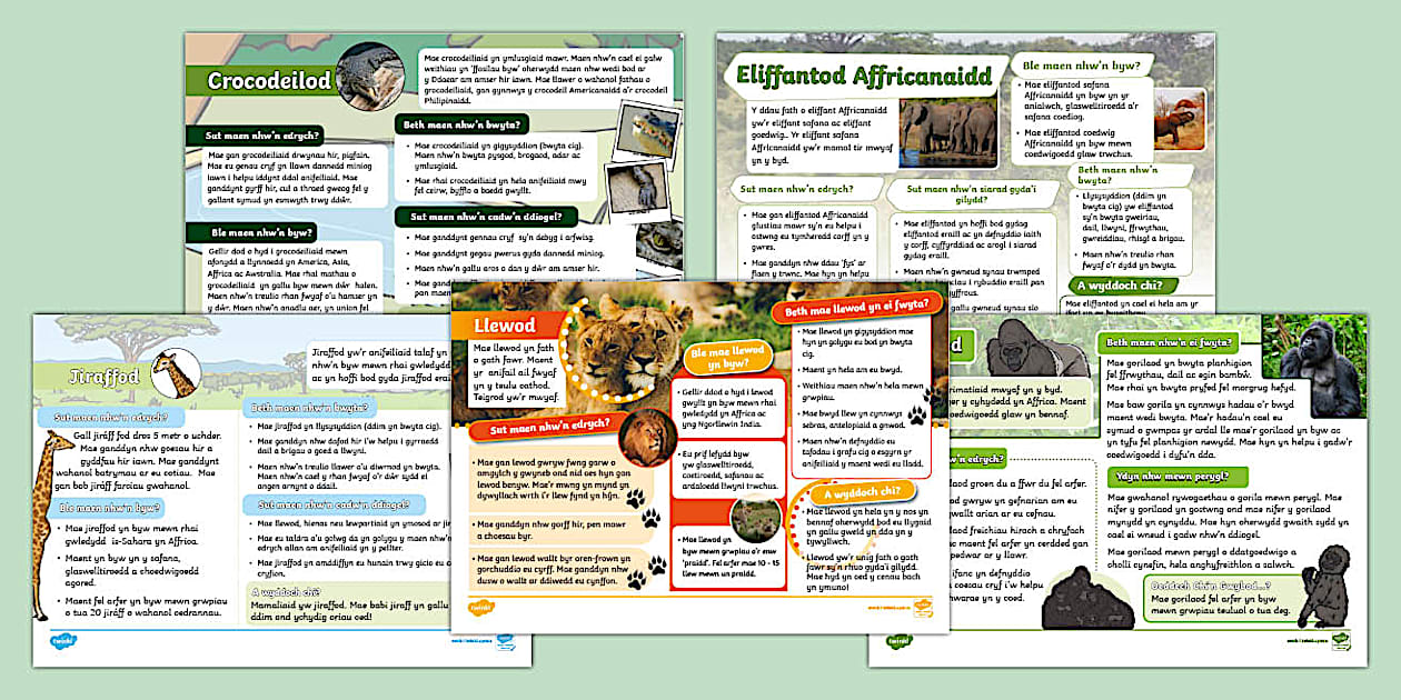 Ffeil Ffeithiau Anifeiliaid+ (teacher made) - Twinkl