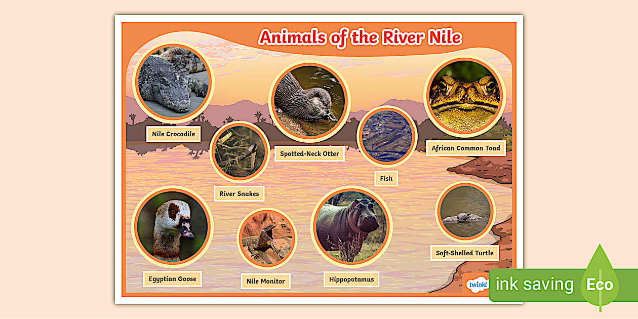 Animals of the River Nile Display Poster (teacher made)