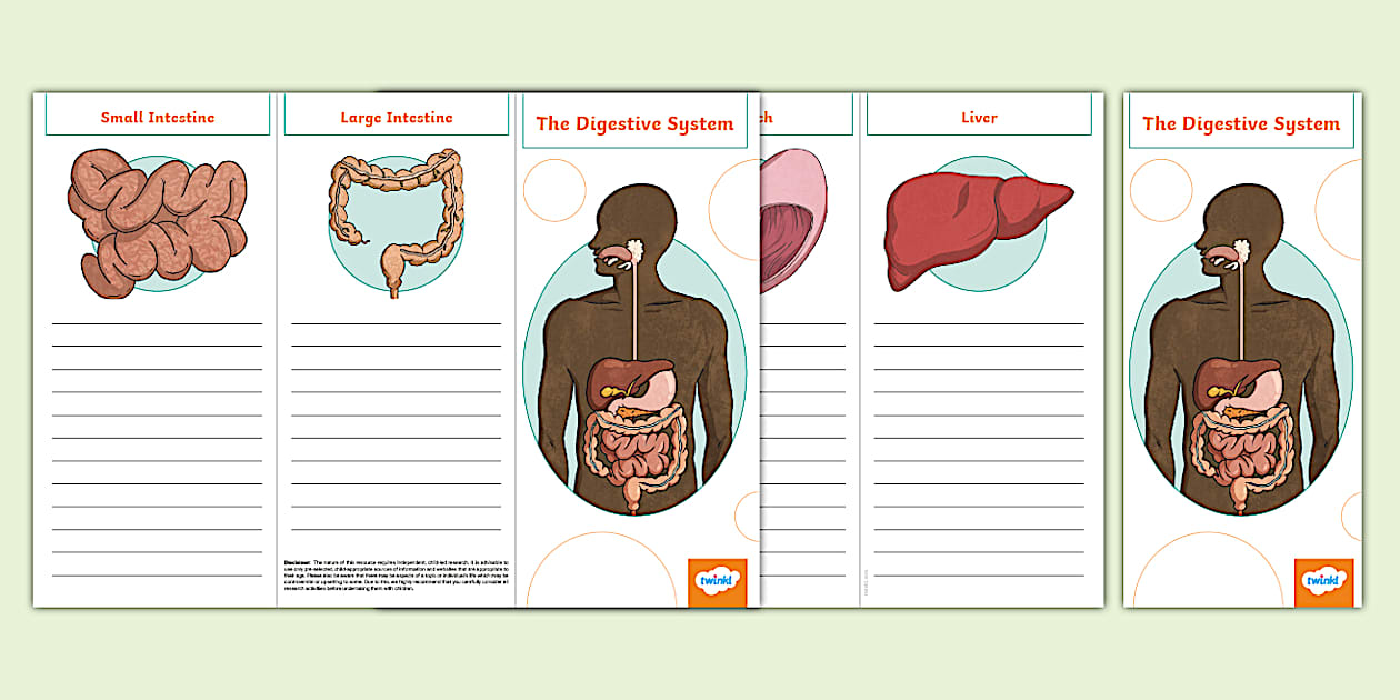 The Digestive System Leaflet Template (teacher made)