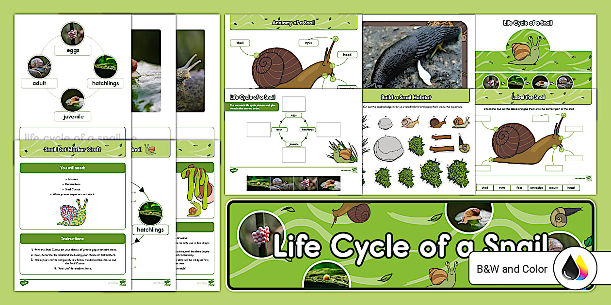 Early Childhood All About Garden Snails Activity Pack