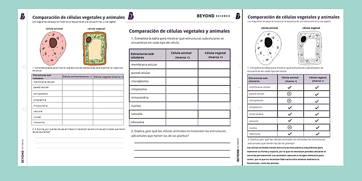 Comparación de células vegetales y animales -Twinkl Colombia