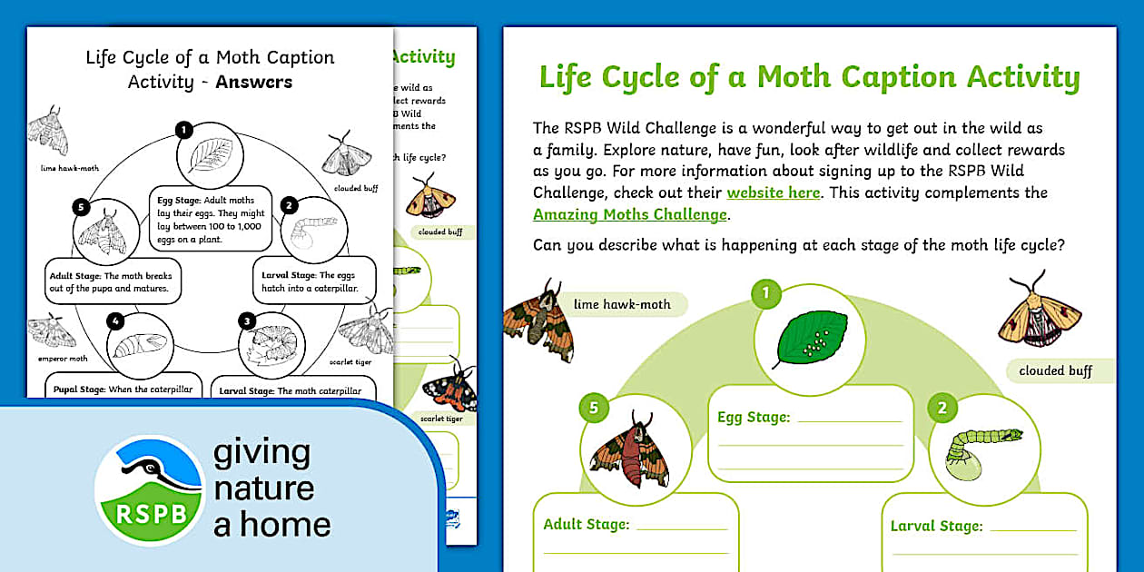 FREE! - Moth Life Cycle Activity | RSPB Nature Resources | Twinkl