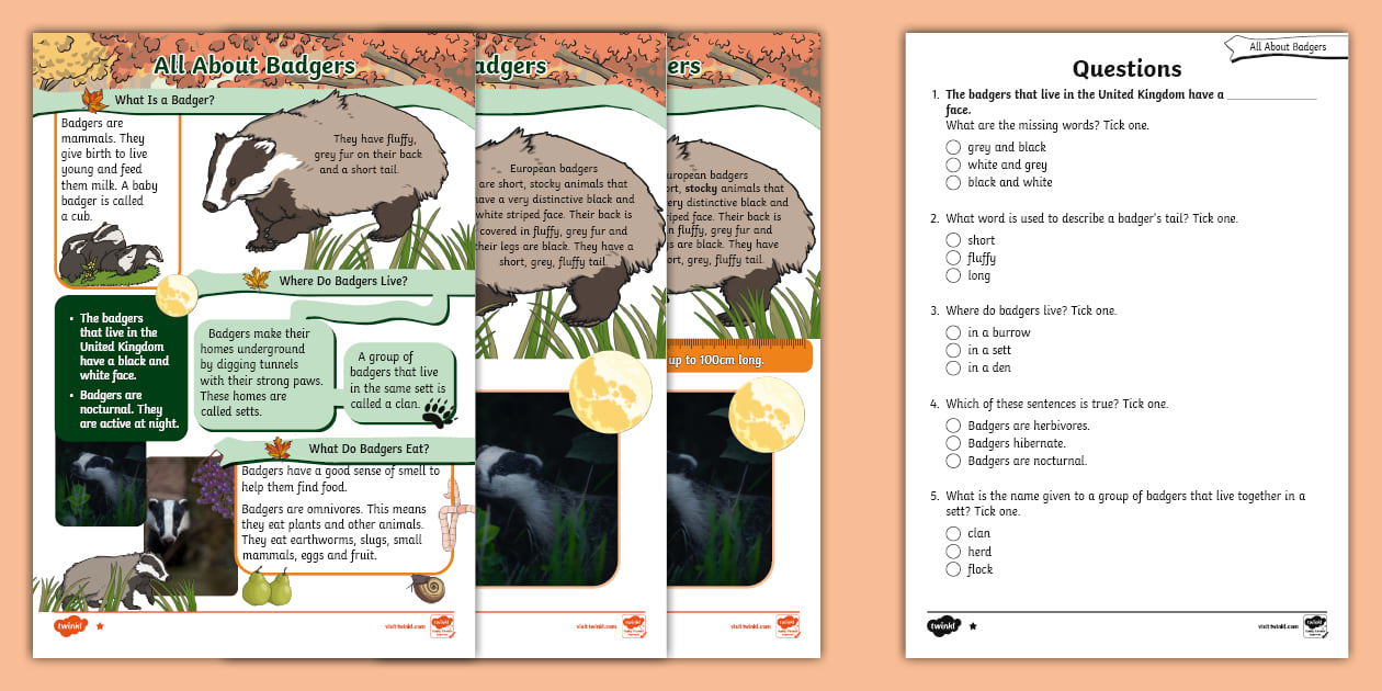 KS1 All About Badgers Differentiated Reading Comprehension Activity