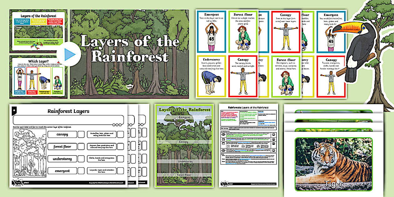 Geography: Rainforests: Layers of the Rainforest Year 3 Lesson Pack 3
