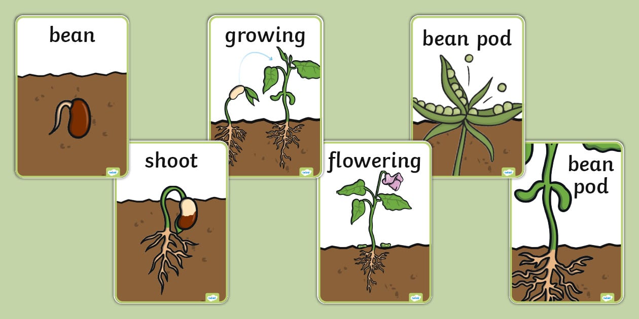 Life Cycle of a Bean Display Posters - Twinkl